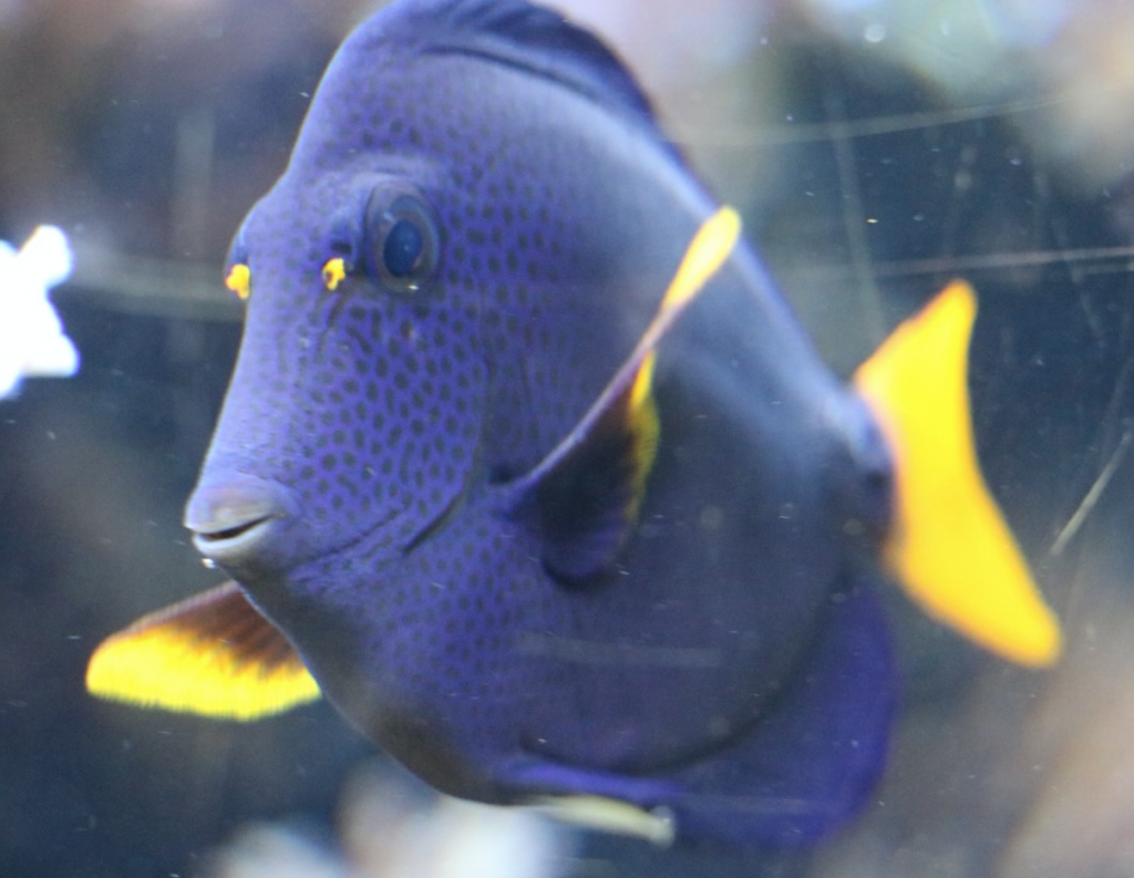 What is Dory Doing in London? | Ask the Monsters